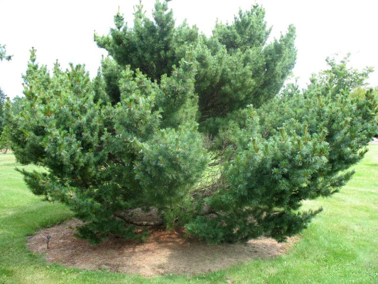 Pinus parviflora Bonnie Bergman - Mountain Meadows Nursery